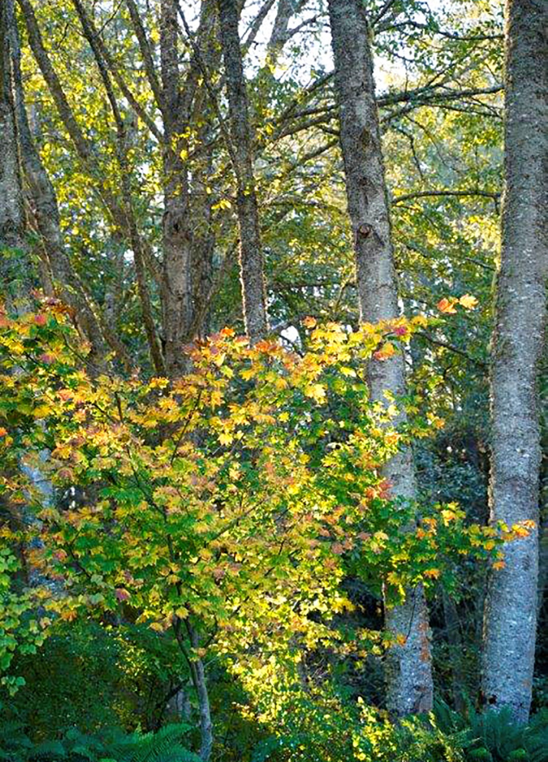 Buck Lake Native Plant Garden