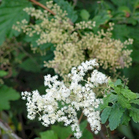 Buck Lake Native Plant Garden